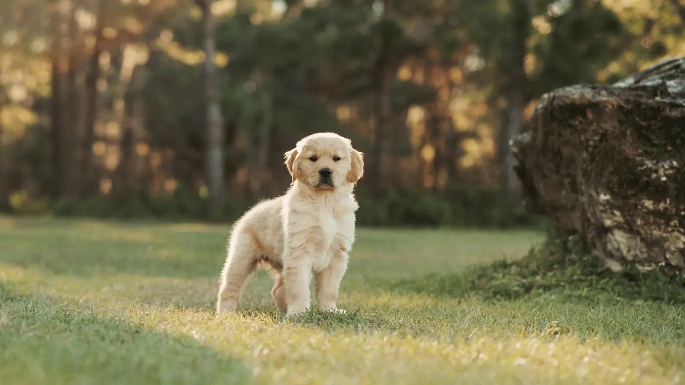 Golden Retriever Puppies - Pup Flavors Pet Point